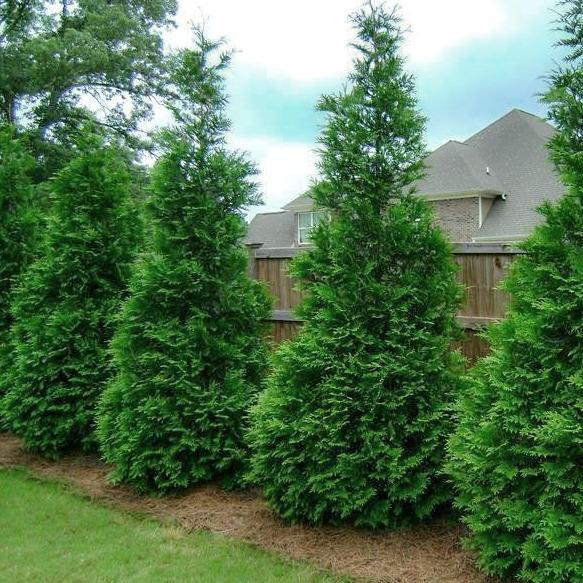 Thuja 'Green Giant' (Green Giant Arborvitae) [BB - 4-5 ft tall ...