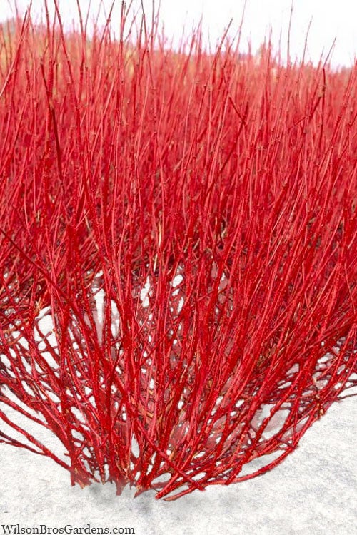 Cornus sericea 'Artic Fire' (red osier dogwood) [3 gallon] | Lillian Farms