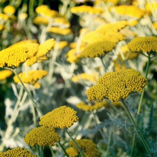 Achillea 'Moonshine' (light yellow yarrow) [1 gallon] | Lillian Farms
